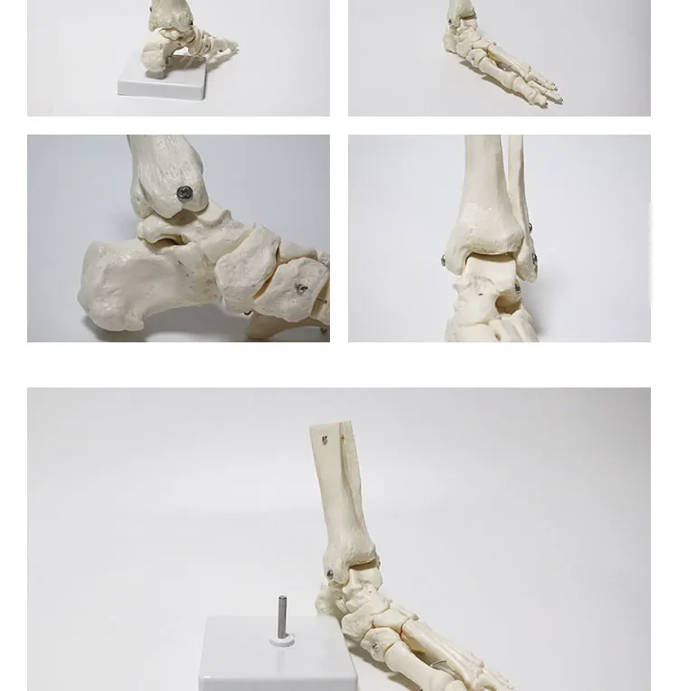 Human Foot Skeletal Model FRT027-01 Foot Bone Model With Fibula and ...
