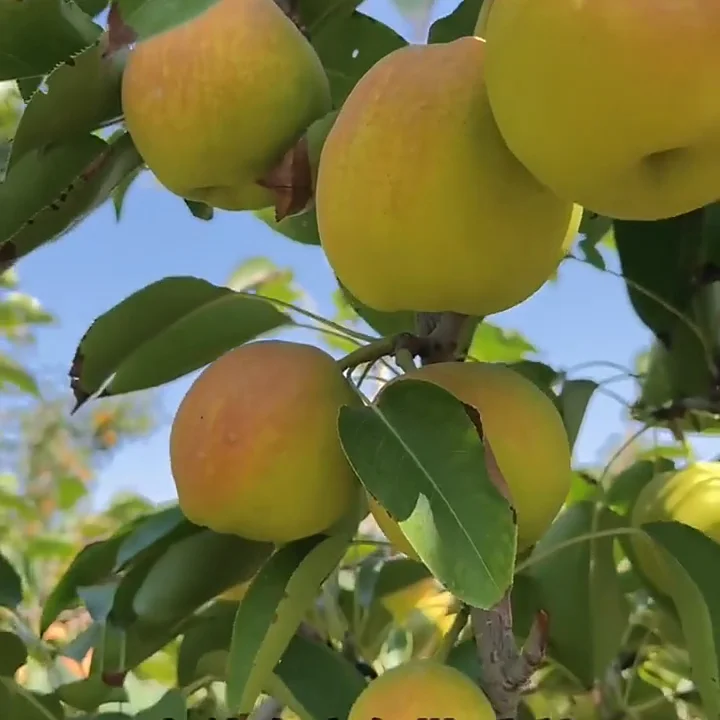 High Quality Sweet Fresh Yellow Fresh Ya Pear - Buy Shandong Pear,Fresh ...