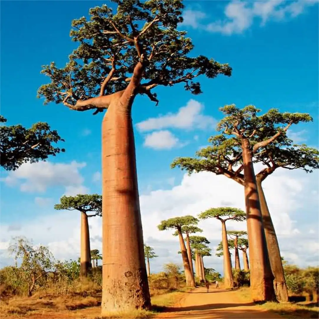 Artificial Baobab Tree - High Simulation for Outdoor Landscaping