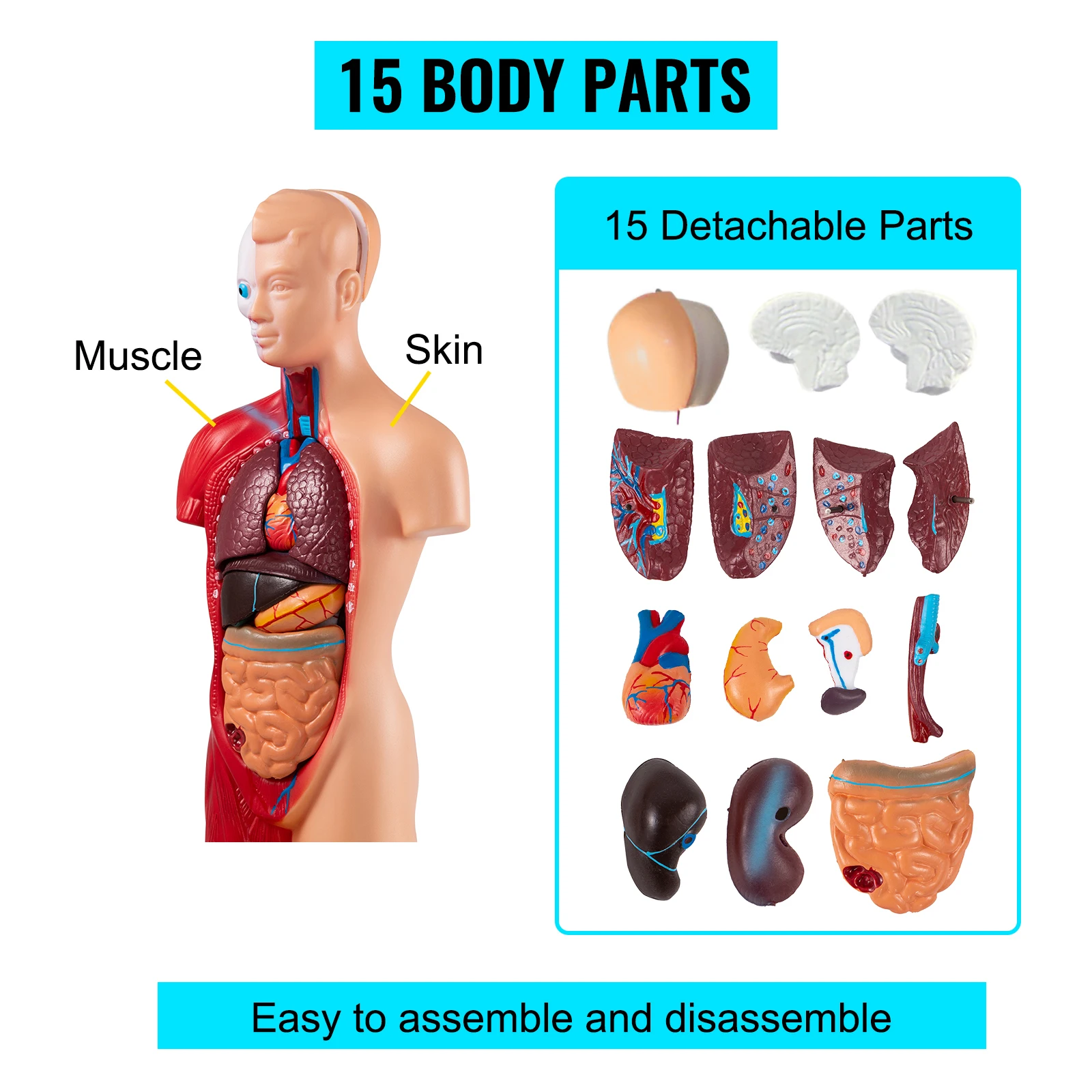 28cm Human Torso Body Model - Educational Anatomy Tool