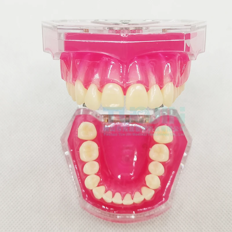 TUOJIN Dental Model Removable Teeth Teaching Model With Soft Gum Tooth ...