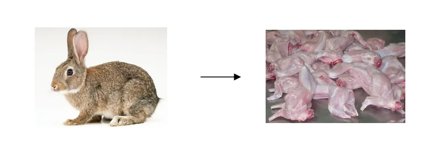 High Productivity Rabbit Slaughter Line - Hitrees Equipment