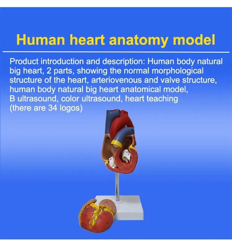Anatomical Human Heart Anatomy Models Medical Science Viscera Teaching ...