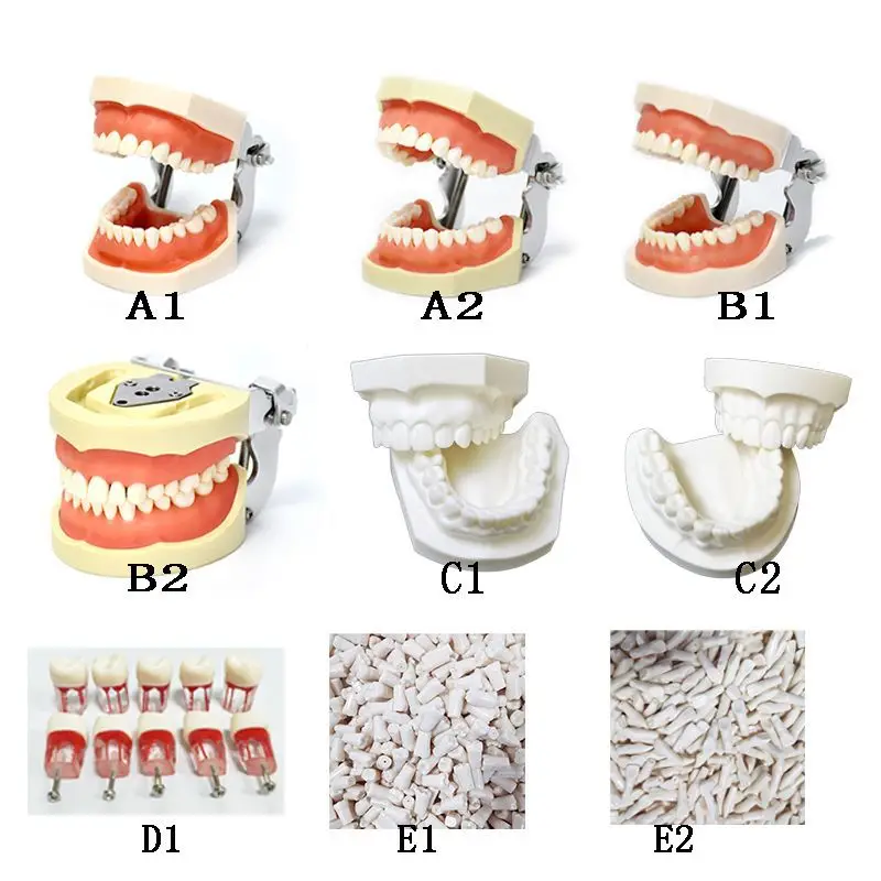 Orthodontic Typodonts Model - Gum Wax Embankment Teeth Practice Model ...