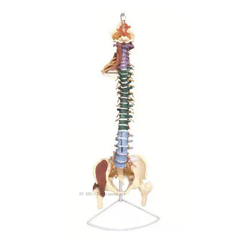 Medical Anatomical Human Life Size Vertebral Column Spine Model With ...