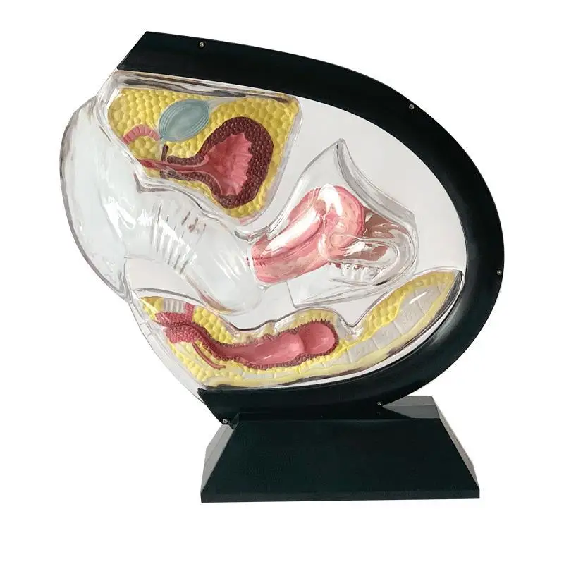 Female Anatomical Model - Reproductive System Insights