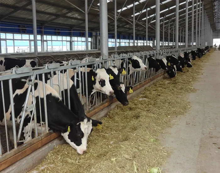 Prefab Steel Construction for Goat Farming - Durable & Cost-effective