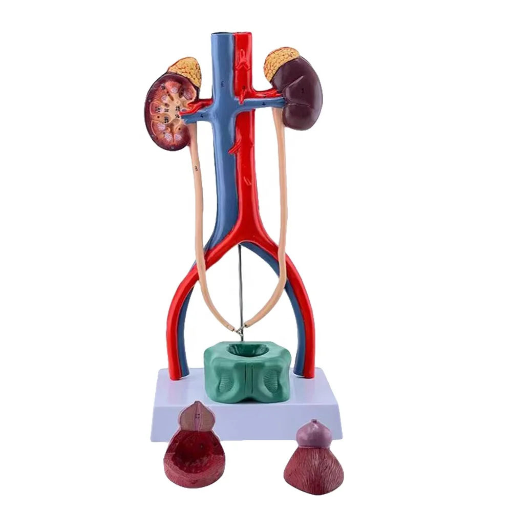 Human Urinary System Medical Teaching Model - Buy Urinary System ...
