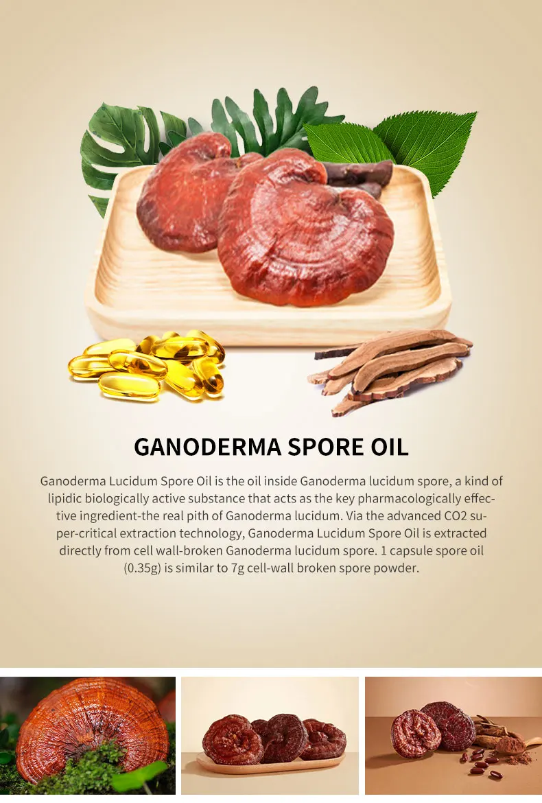 High Triterpenes Ganoderma Spore Oil Reishi Spore Oil Softgel For Liver ...