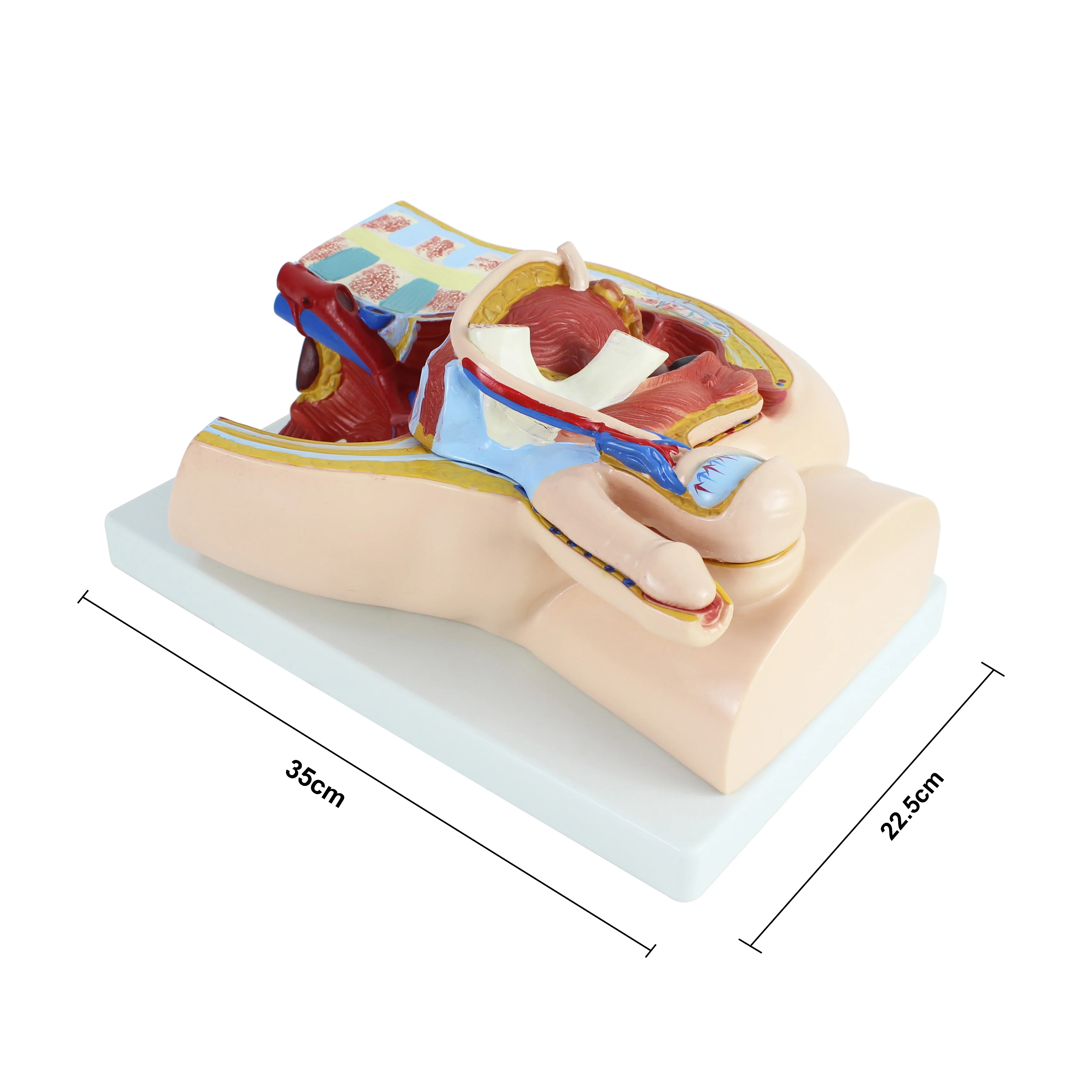 High Quality 2 Parts Anatomical Model Human Male Pelvis Section Model ...