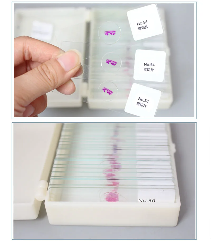 Stomach Histology Slides - Premium Microscope Prepared Slides