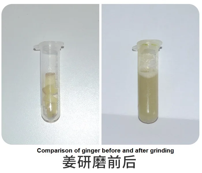 NANBEI NW-800 Tissue Grinder - High-Throughput & Efficient