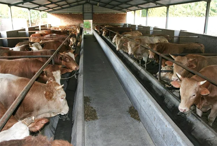 Dairy Farm Steel Structure Milking Cows Shed Room Steel Structure Dairy ...