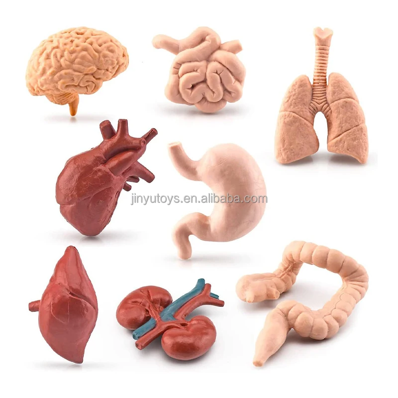 Educational Human Body Anatomy Toys for Kids - Mini Organs
