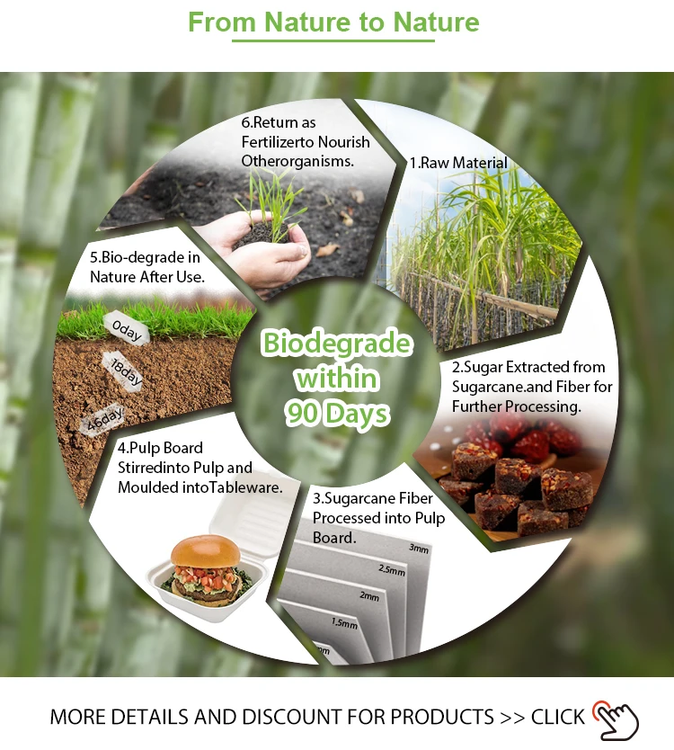 Sugarcane Bagasse Food Containers - Sustainable & Biodegradable