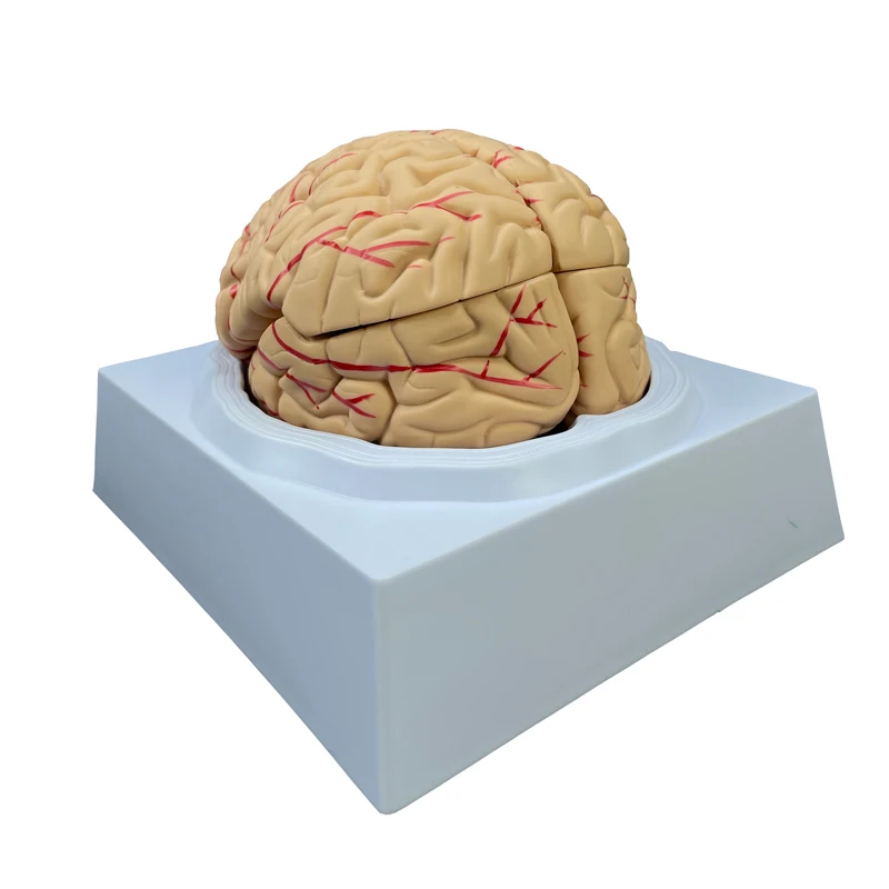 production Life-Size Medical Teaching Human anatomy 3d Brain Model ...
