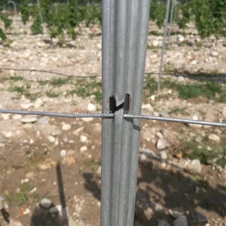 Galvanized Steel Vineyard Trellis Post Equipment With End Post Grape ...