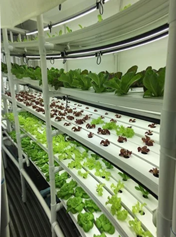 Leafy Green Container Farms - Efficient Vertical Growing
