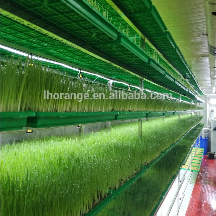 Hydroponic Fodder Machine - High Productivity & Efficiency