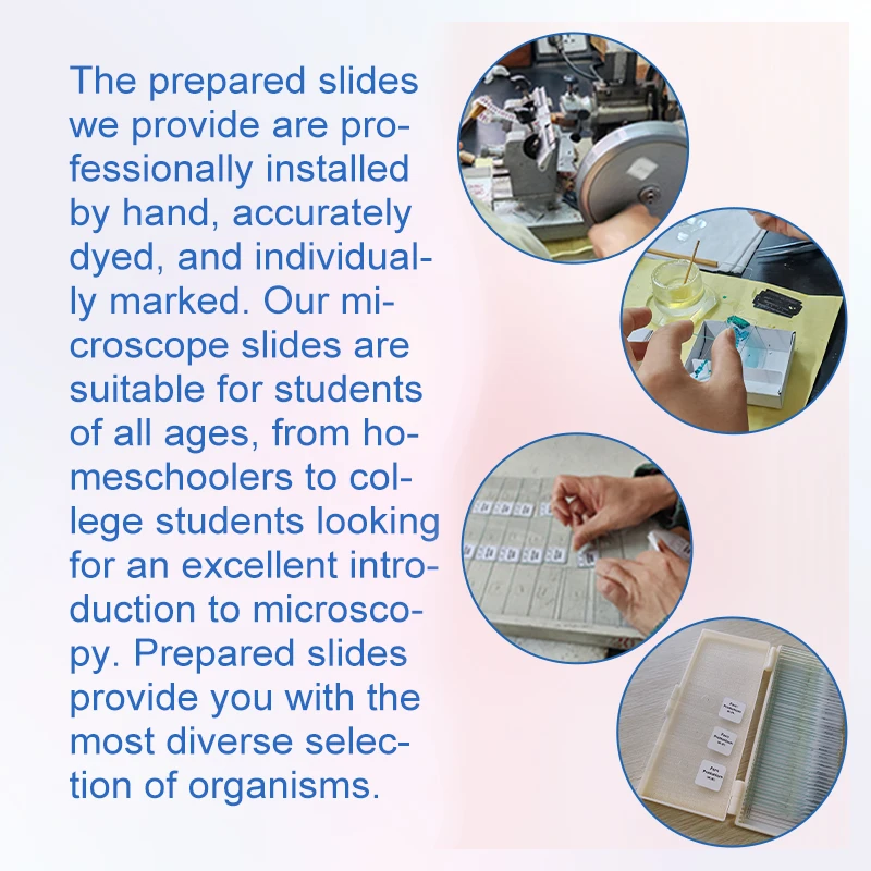 Prepared Slides For Histology Various Microscope Slides Animal Prepared ...
