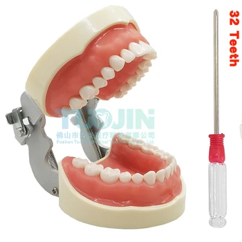 Dental Prosthetic Restoration Jaw Model (32 Teeth) Standard Flagship ...