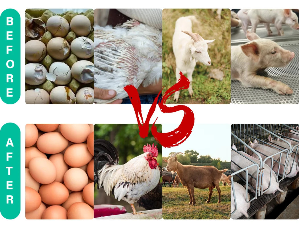 Organic Multivitamin Soluble Powder For Poultry & Livestock - Oem Available