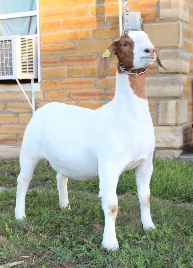 Certified Boer Goats Ready For All Purpose Nutrition - Buy Boer Goat Goat Meat Livestock Live ...
