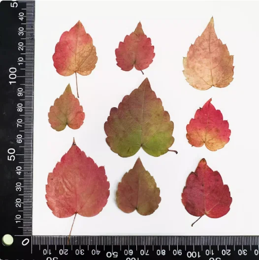 Boston Ivy Leaf DIY Art Crafts Making Pressed Flower| Alibaba.com