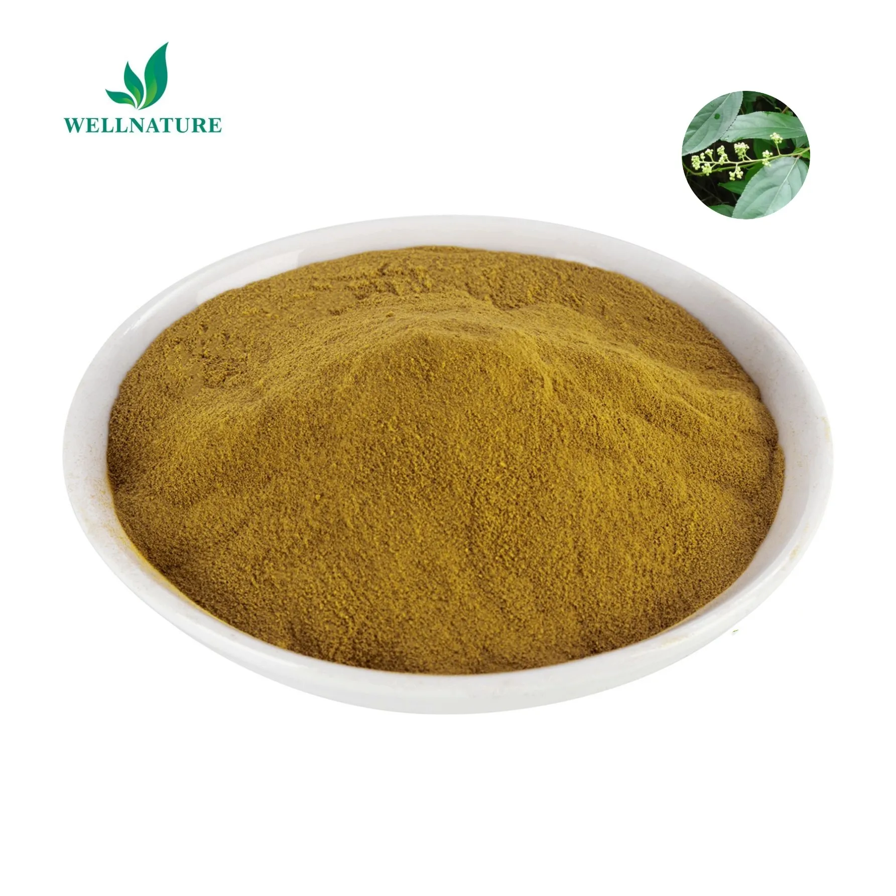 Tripterygium Wilfordii Extract - Celastrol Powder Benefits