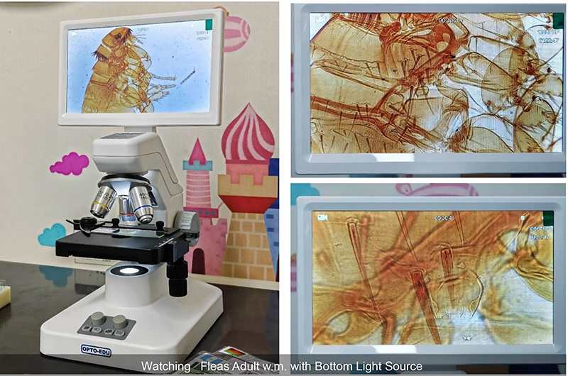 Opto-edu A33.5130 8.0m 7" Lcd Biological Digital Microscope - Buy 7 ...