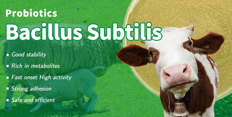 Probiotics Bulk Bacillus Subtilis Fermentacin - Buy Bacillus Subtilis ...