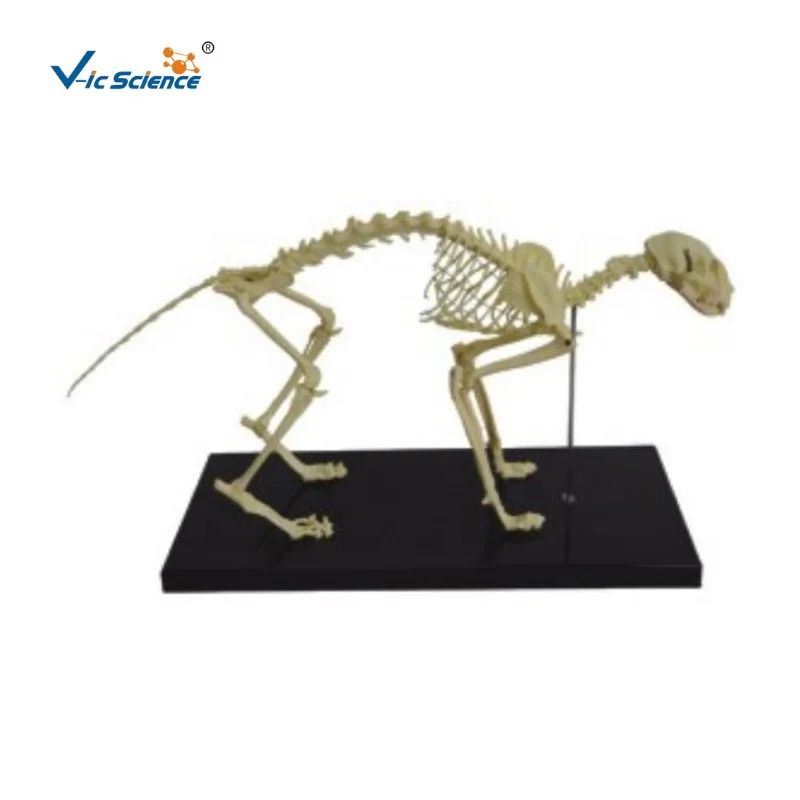 Feline Skeleton Model cat skeleton model animal skeleton model| Alibaba.com