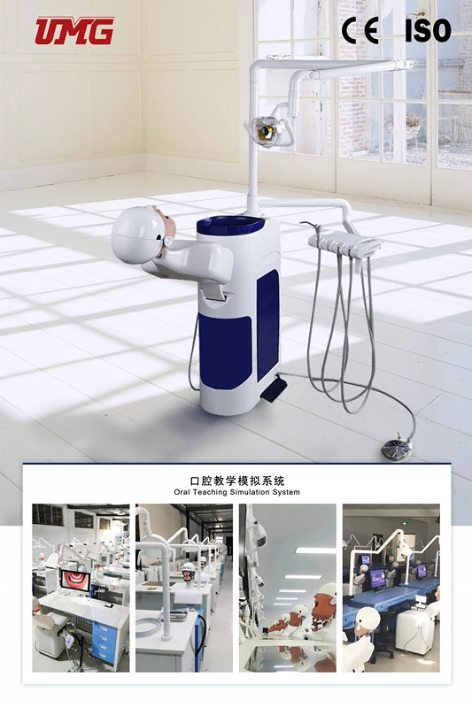 Dental Manikin Phantom Head For University Study - Buy Phantom Head For ...