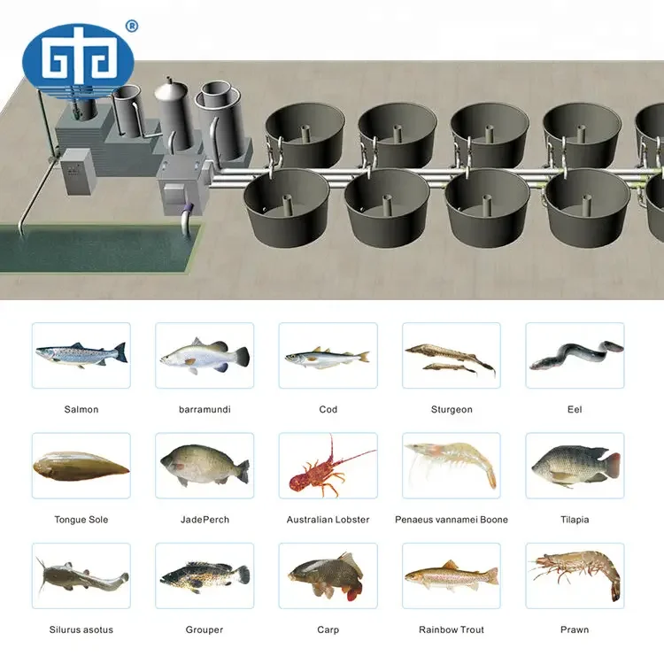 Ras shrimp farming,Aquaculture ras systems,Recirculating aquaculture ...