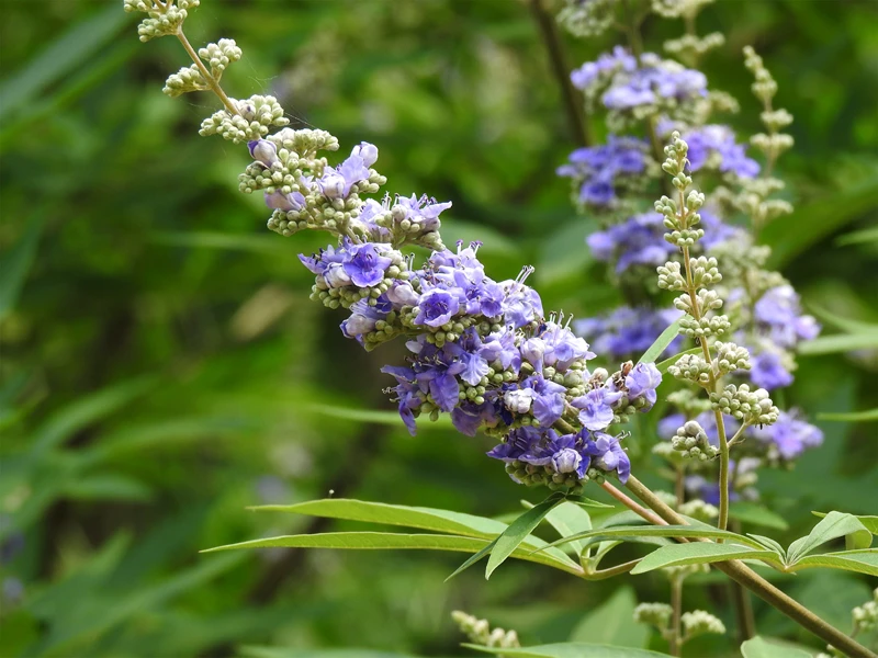 Vitex Agnus Castus Extract Chaste Tree Berry Extract Chasteberry ...