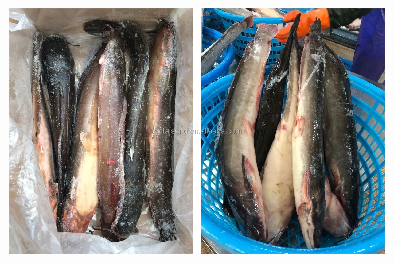 Farming Raised Frozen Whole Round Catfish Exporters - Buy Farm Raised ...