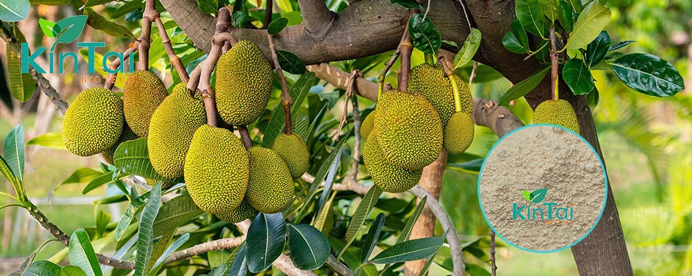 100% Pure Organic Freeze Dried Jackfruit Powder - Buy Jackfruit Powder ...