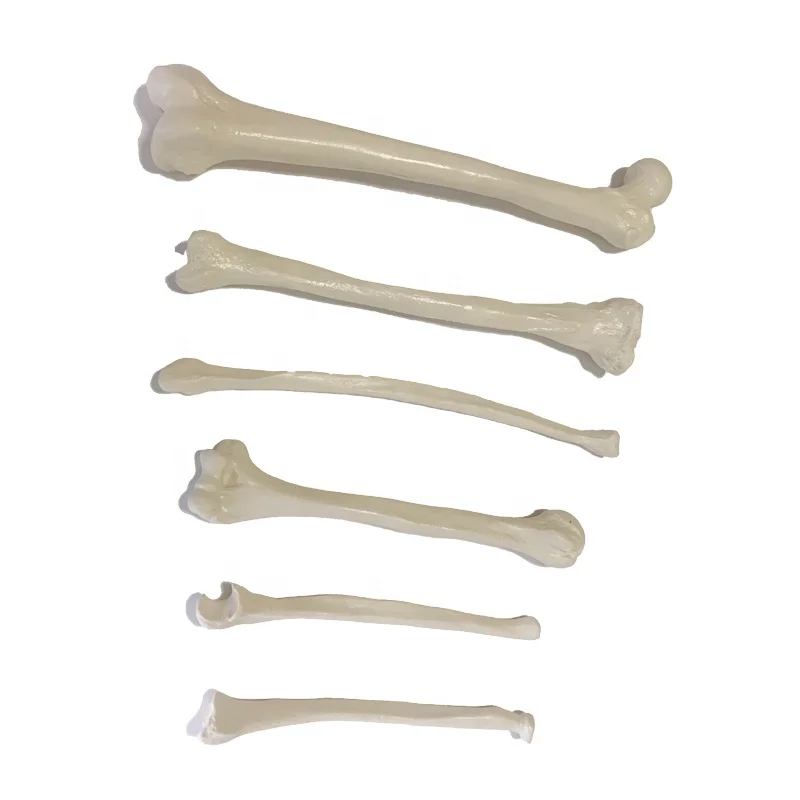Life Size Human Bones Medical Teaching Loose Bone Model Femur Tibia ...