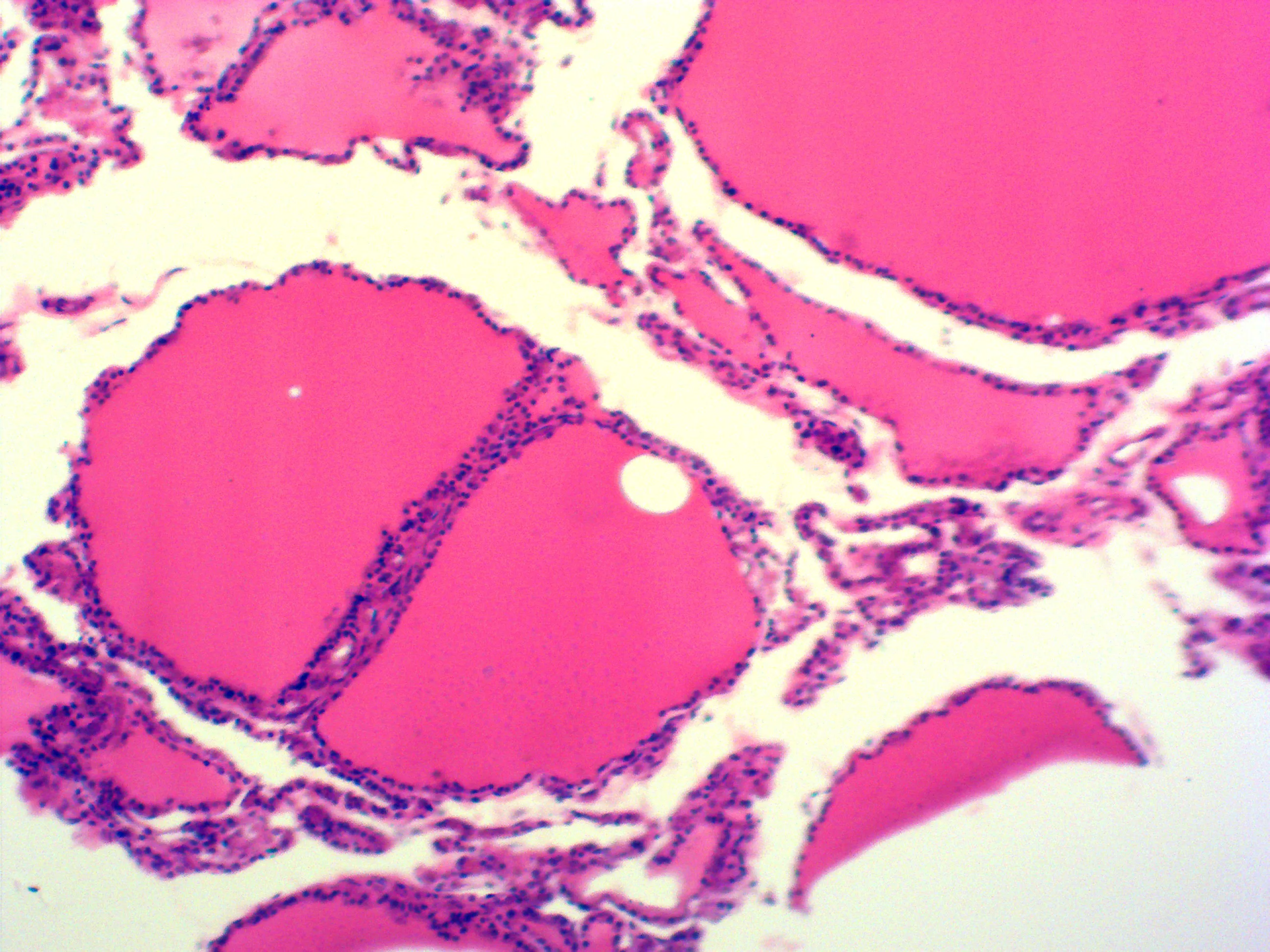 100PCS Human Microphotograph Histology Prepared Slides Set