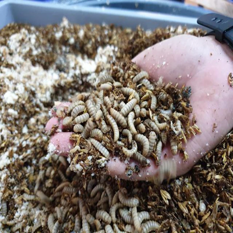 Black Soldier Fly Larvae Powder Edible Worms Bsfl Meal Insect Protein ...