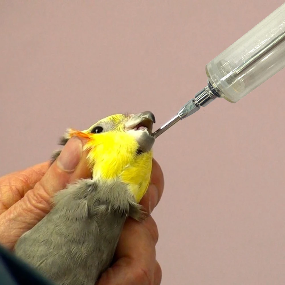 CETTIA KD975 Birds Hand Feeding Syringe 20ml 50ml Manual Parrot Feeding ...