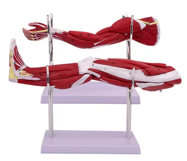 Manufacturer Small Upper Limb And Lower Limb Muscle Anatomical Model ...