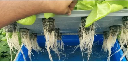 Greenhouse Hydroponics - Deep Water Cultivation System