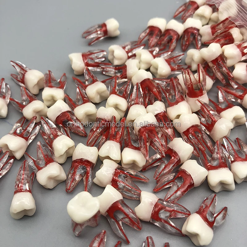 Endo Training Model - Detailed Anatomy for Practice