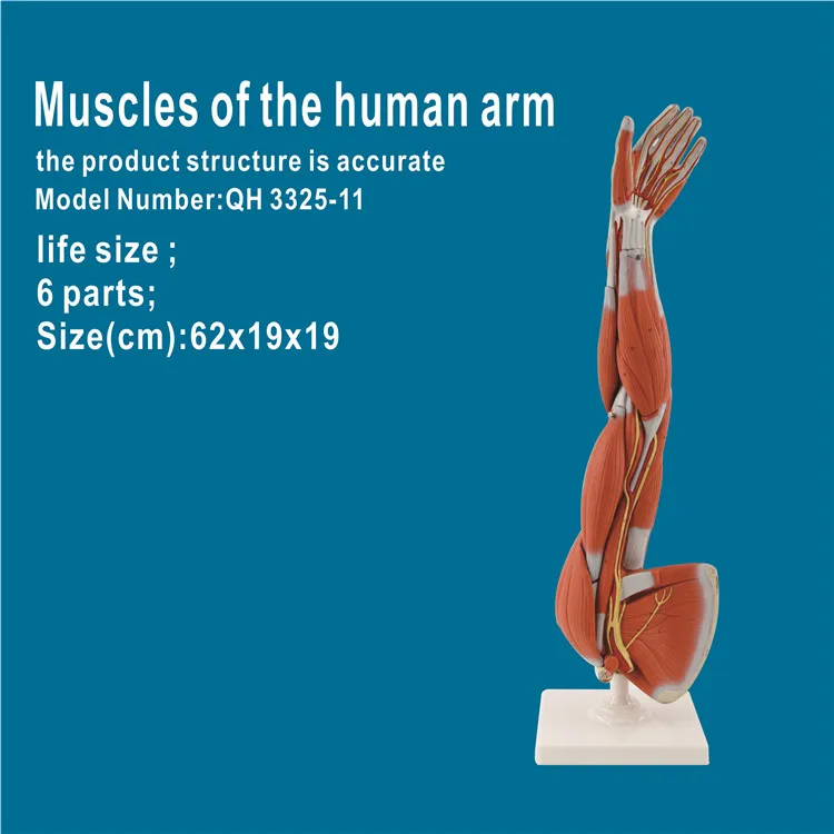 Human Muscle Model Anatomical Model Muscle Human Muscles 3d - Buy ...