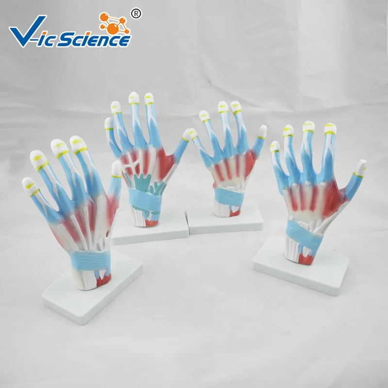 Medical Science Palm Anatomy Model Detailed Hand Structure for ...