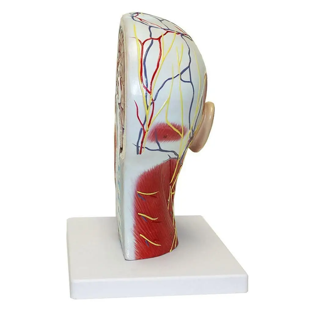 Human Anatomy Head Face Anatomy Medical Teaching Model Head Sagittal ...