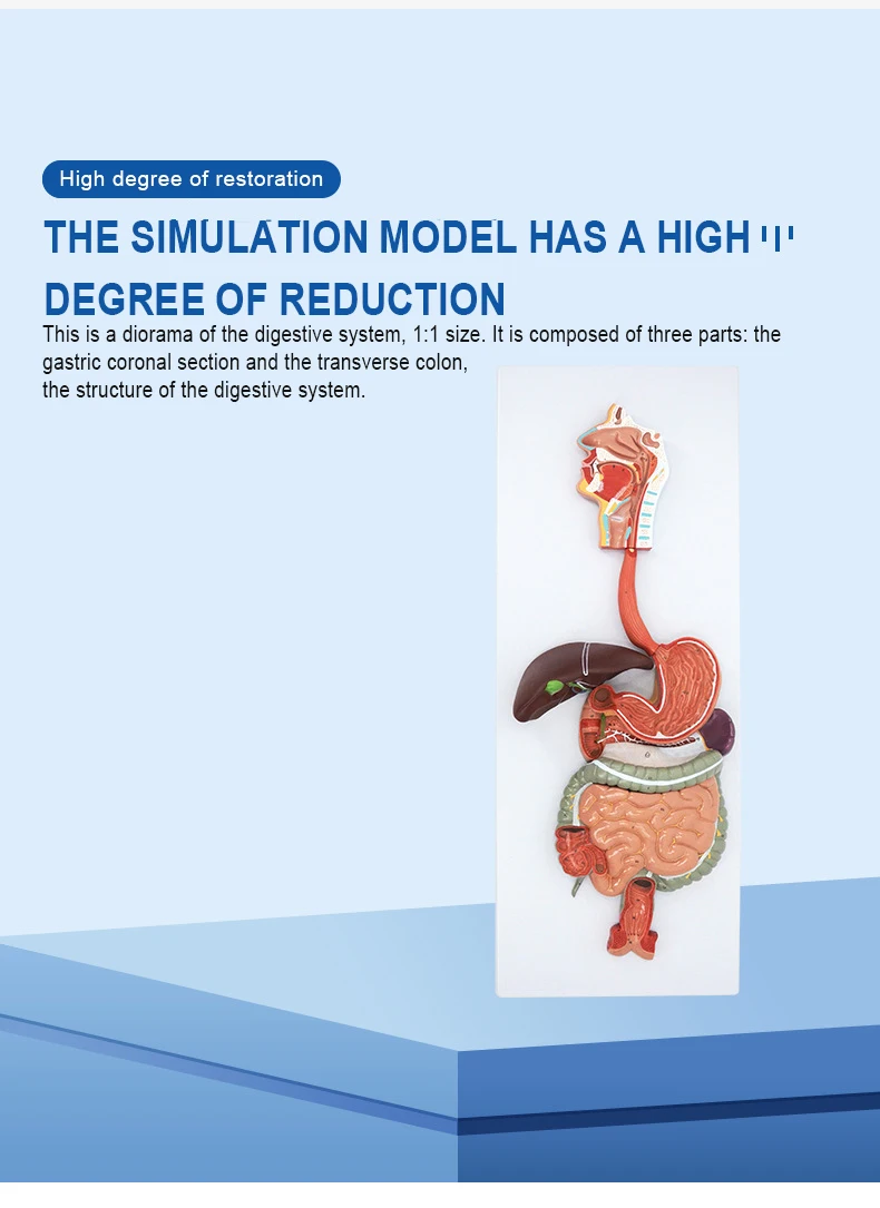 Human Digestive System Model The Anatomical Model Of Digestive System ...