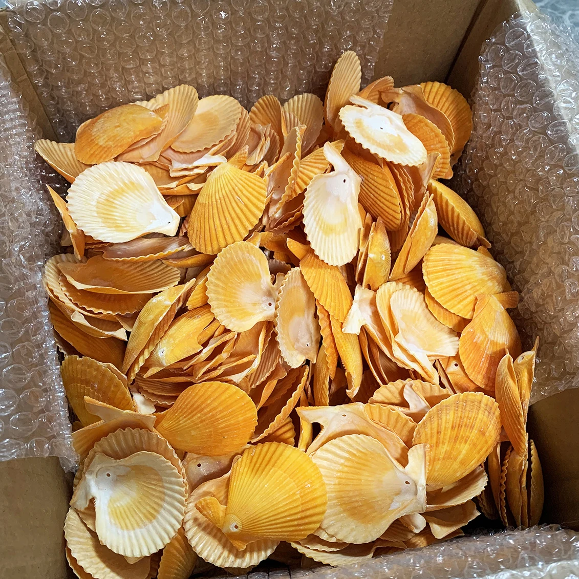 White Natural 2"-2.5" Scallop Shells With Hole Diy Craft Painting Party ...