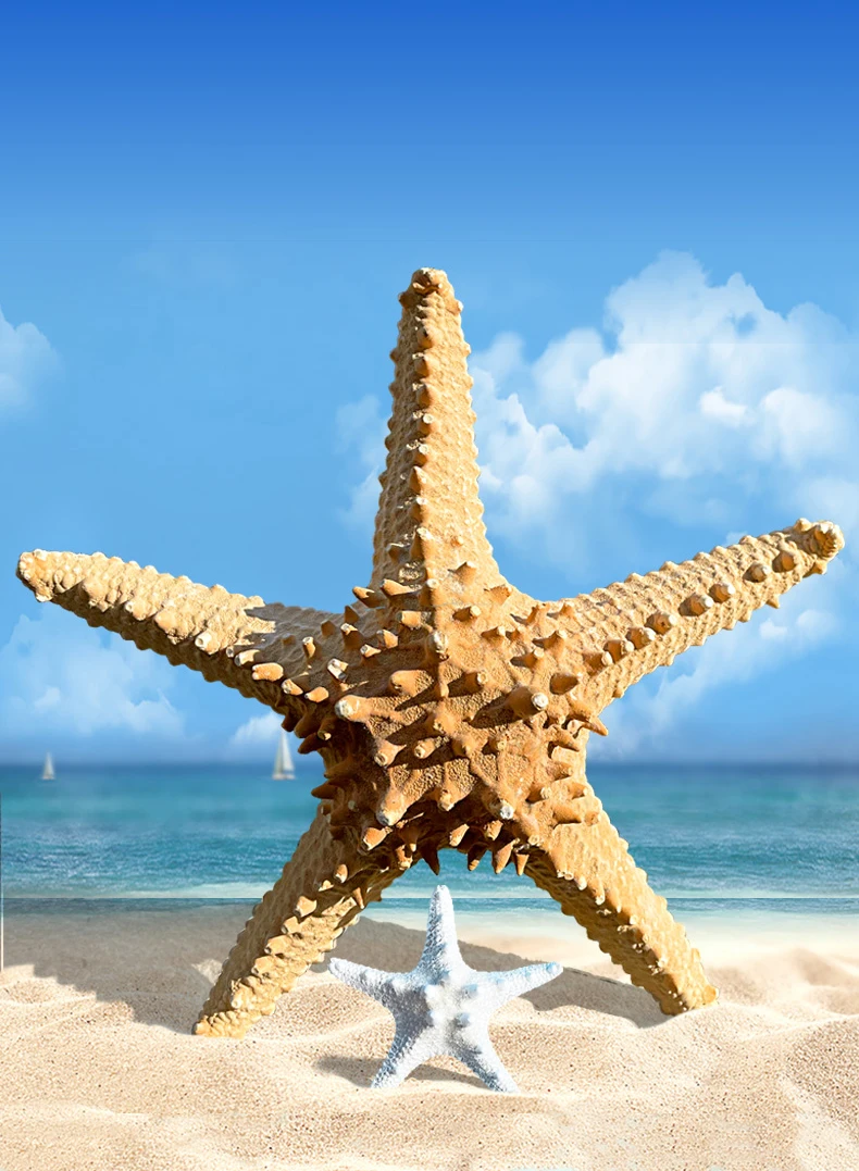 Wholesale 22-24cm Large Shells&starfishes Best Prices Seashells ...